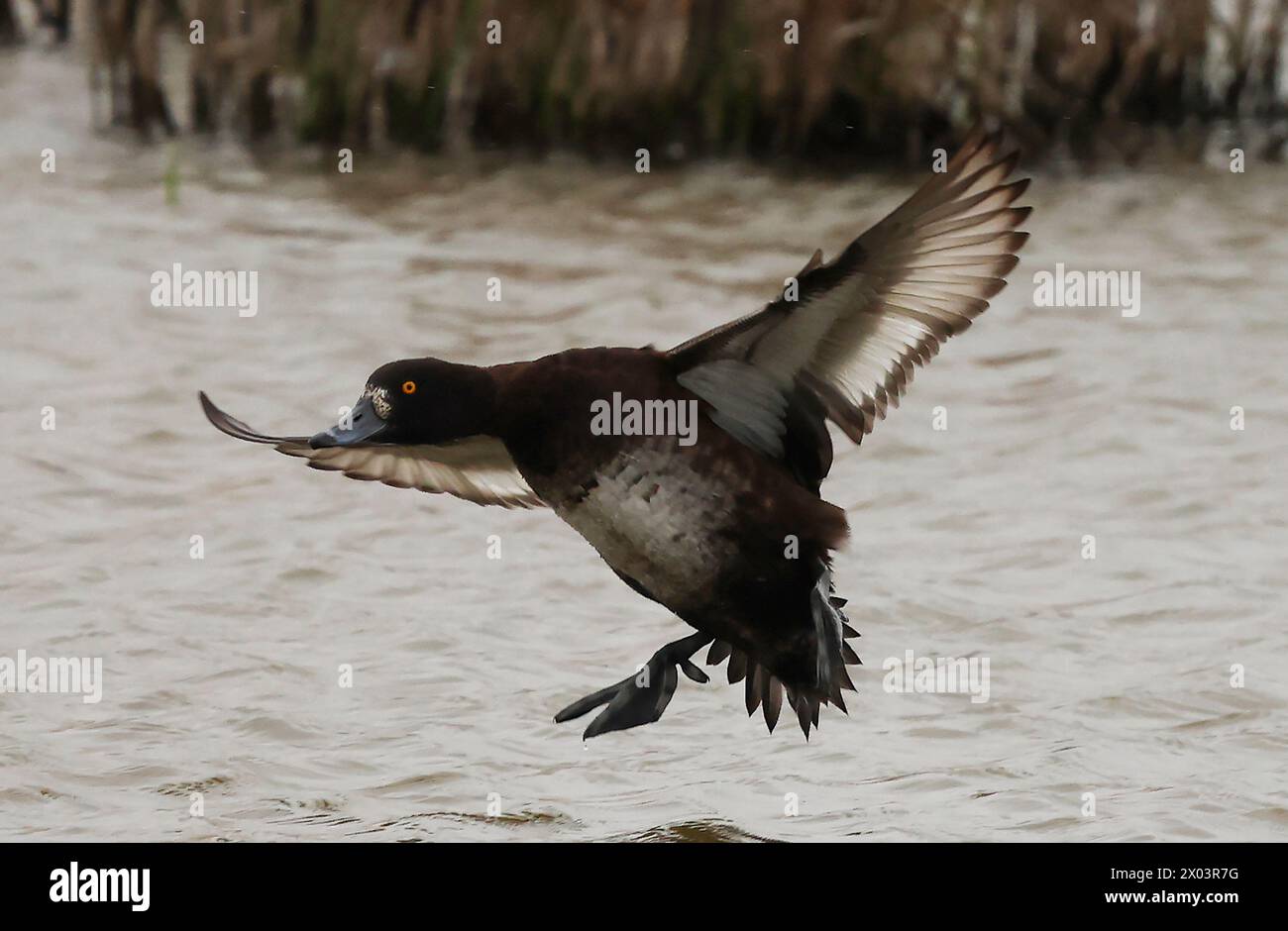 Rainham Essex, UK. 09th Mar, 2024. Tufted Duck in flight at RSPB ...