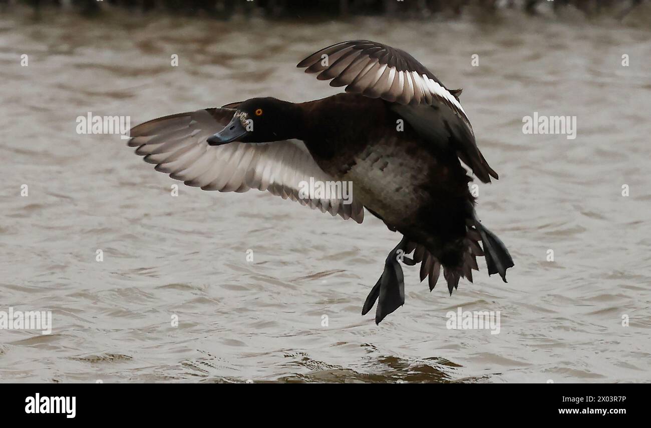 Rainham Essex, UK. 09th Mar, 2024. Tufted Duck in flight at RSPB ...