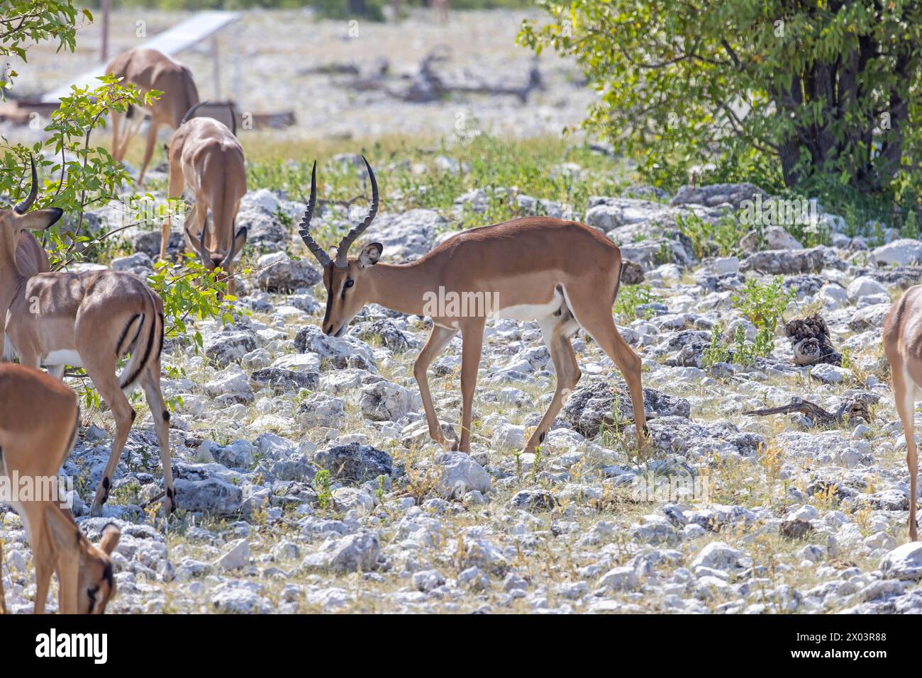 Picture of a group of springboks with horns in Etosha National Park in ...