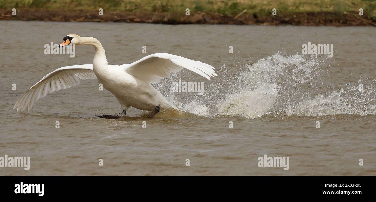Rainham Essex, UK. 09th Apr, 2024. Mute Swan in flight at RSPB Rainham ...