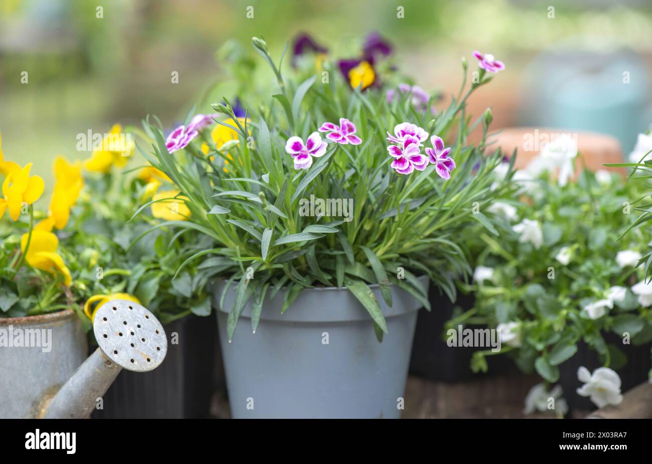 closeup on pretty and colorful spring flowers of carnation and violas ...
