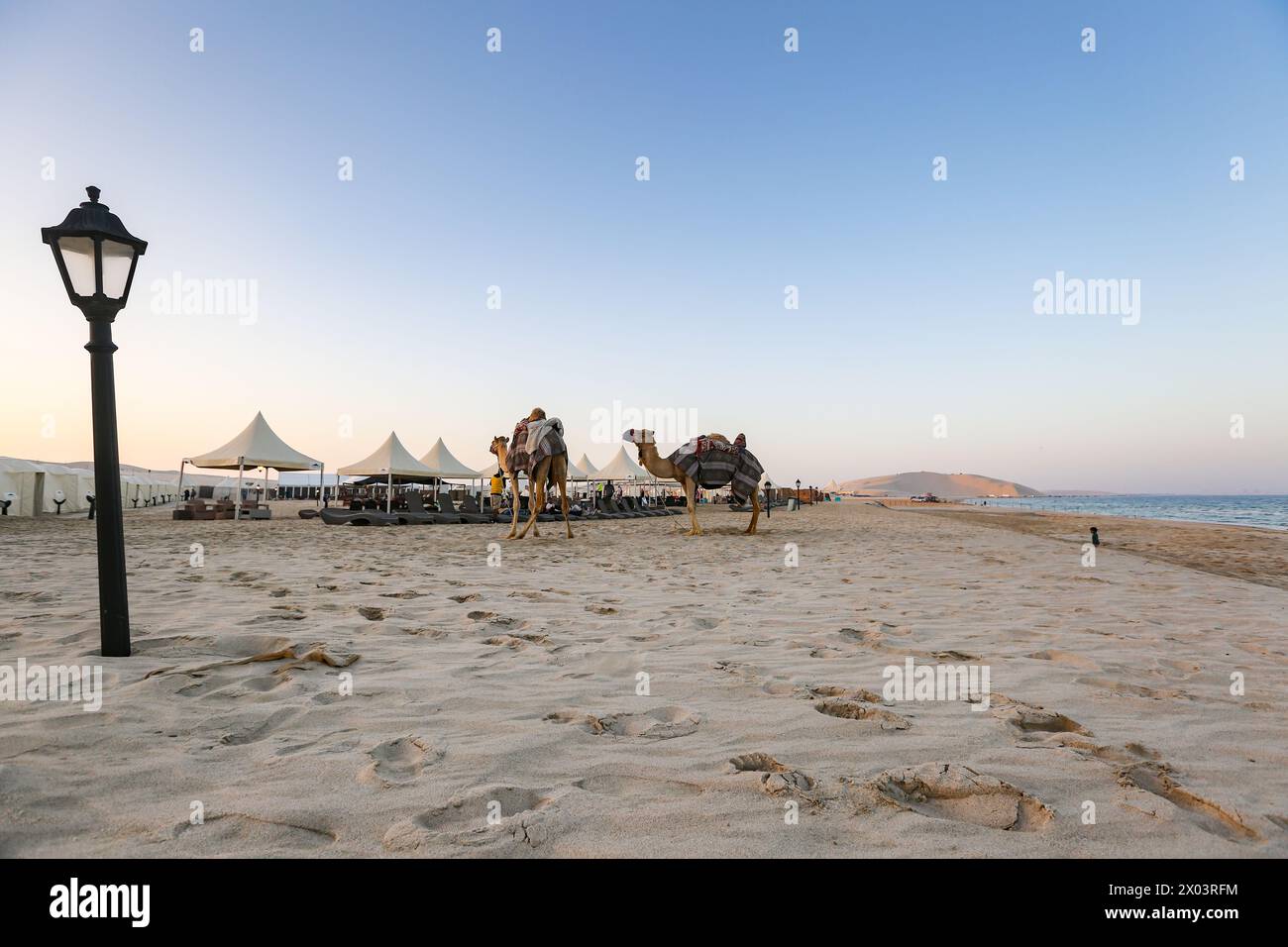 Ride a camel across Sealine Beach Mesaieed beaches, Tents at QIA desert ...