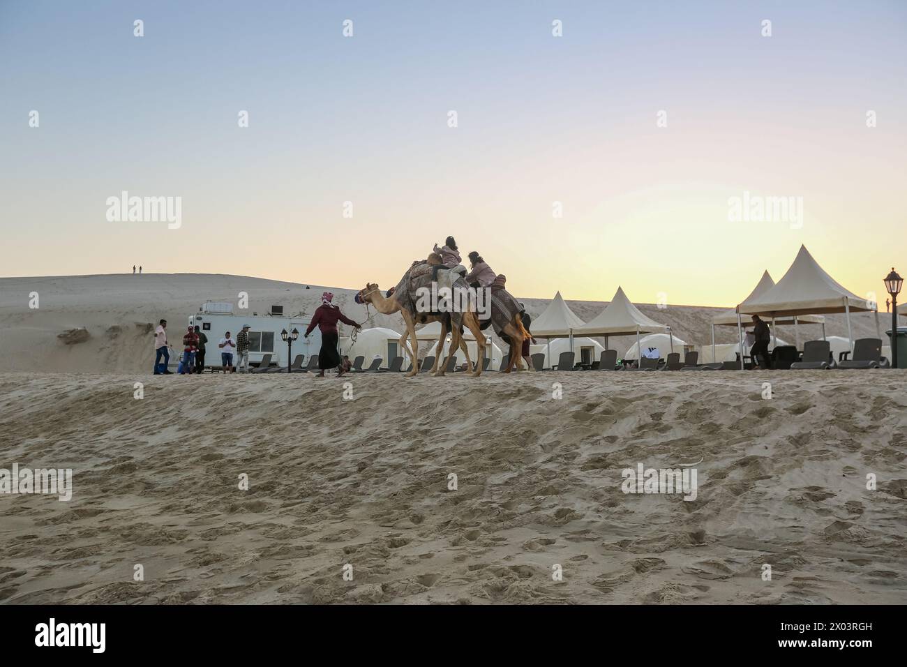 Camels in desert qatar middle hi-res stock photography and images - Alamy