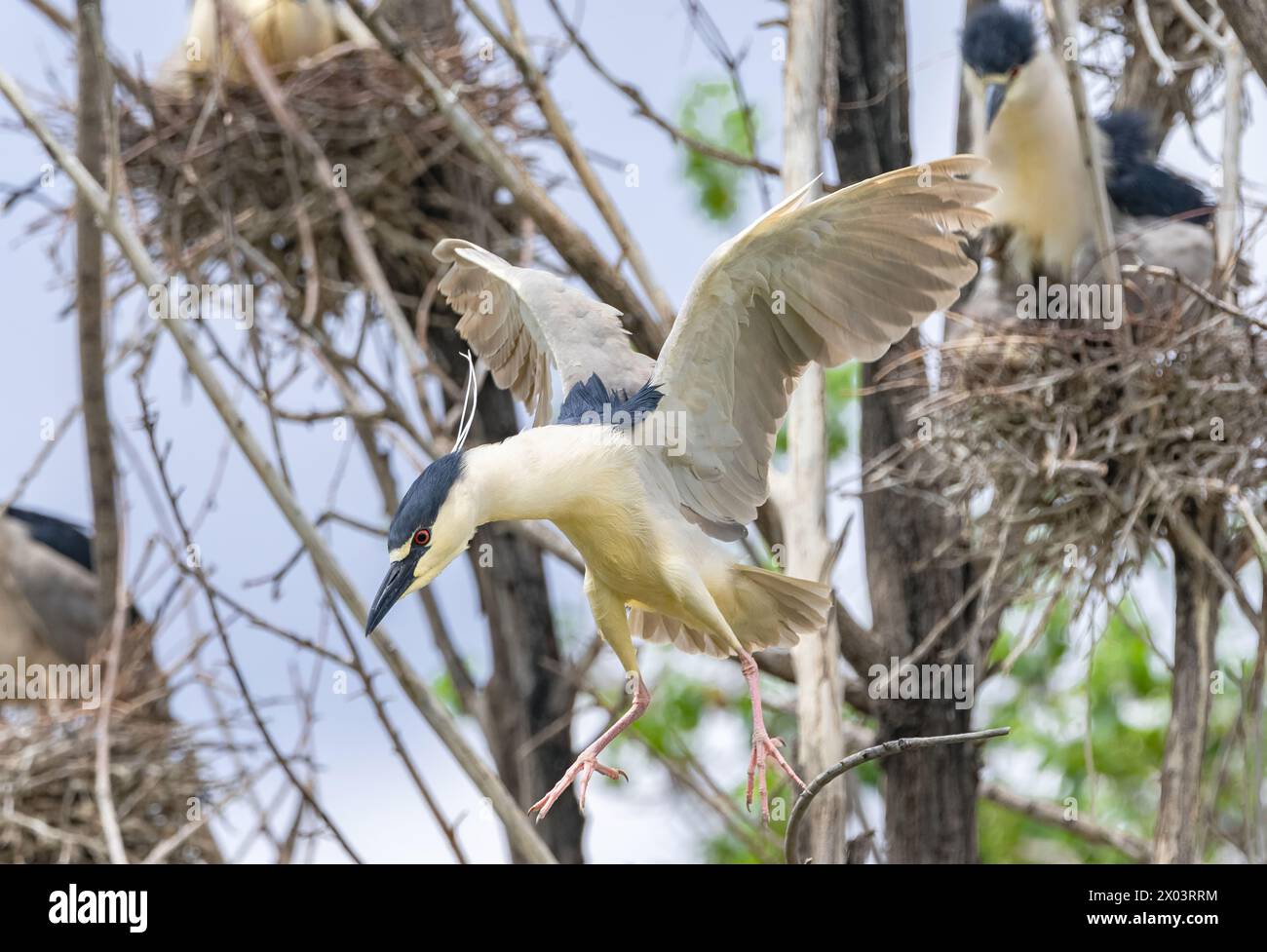 A Black-crowned Night Heron caught in flight action as it looks to land ...