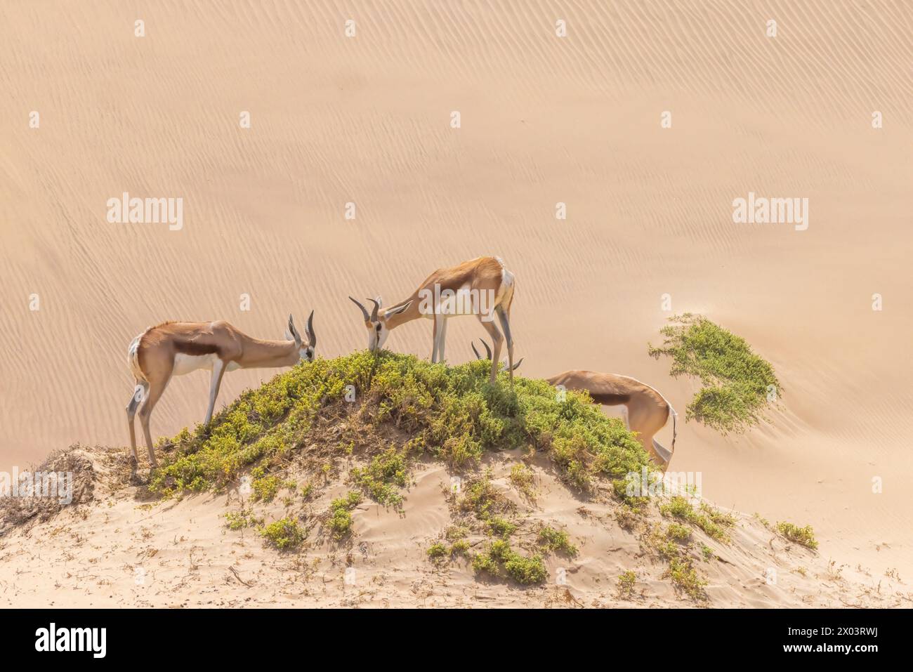 Picture of a group of springboks with horns in on a sand dune in Namib ...