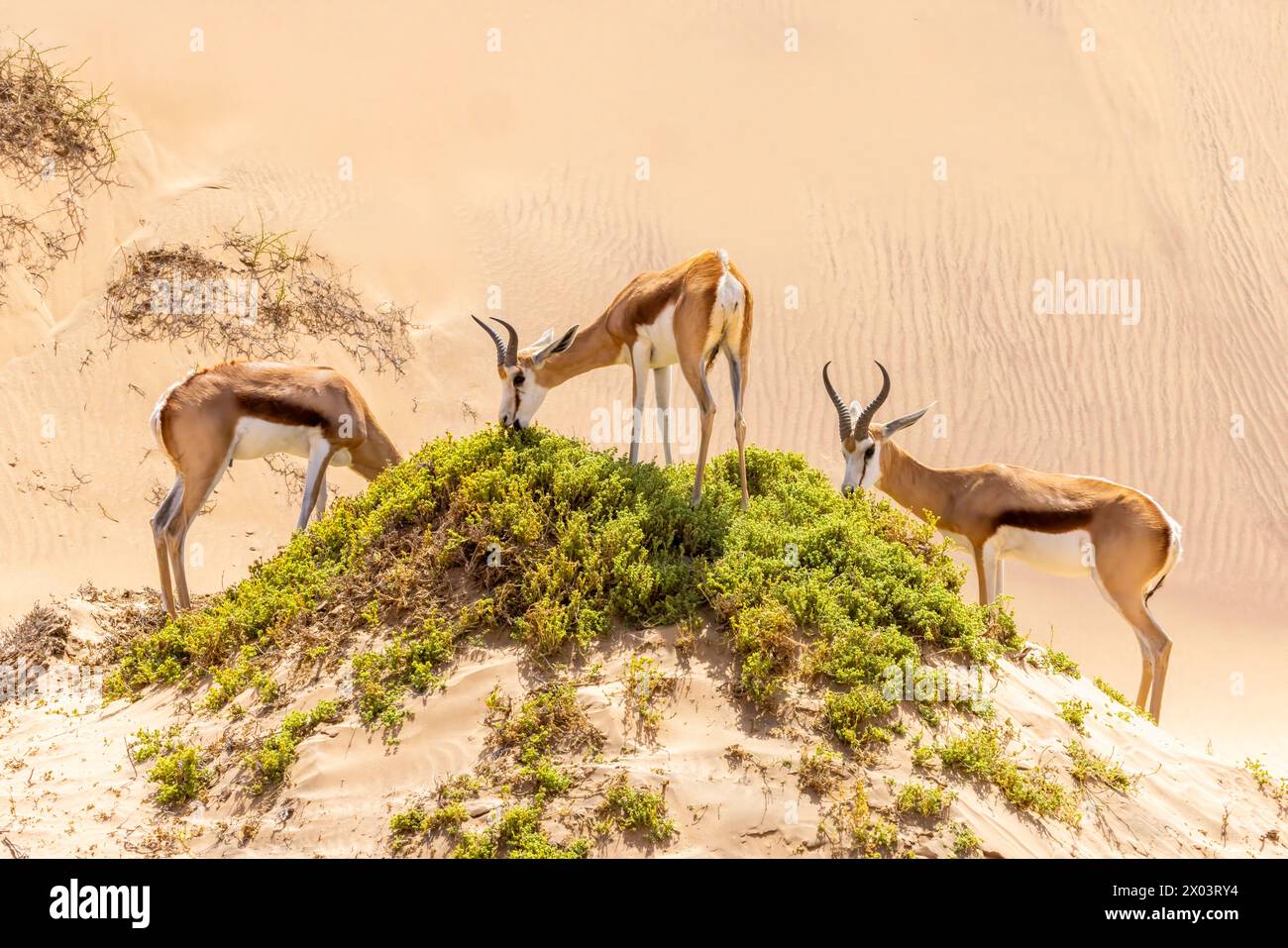 Picture of a group of springboks with horns in on a sand dune in Namib ...