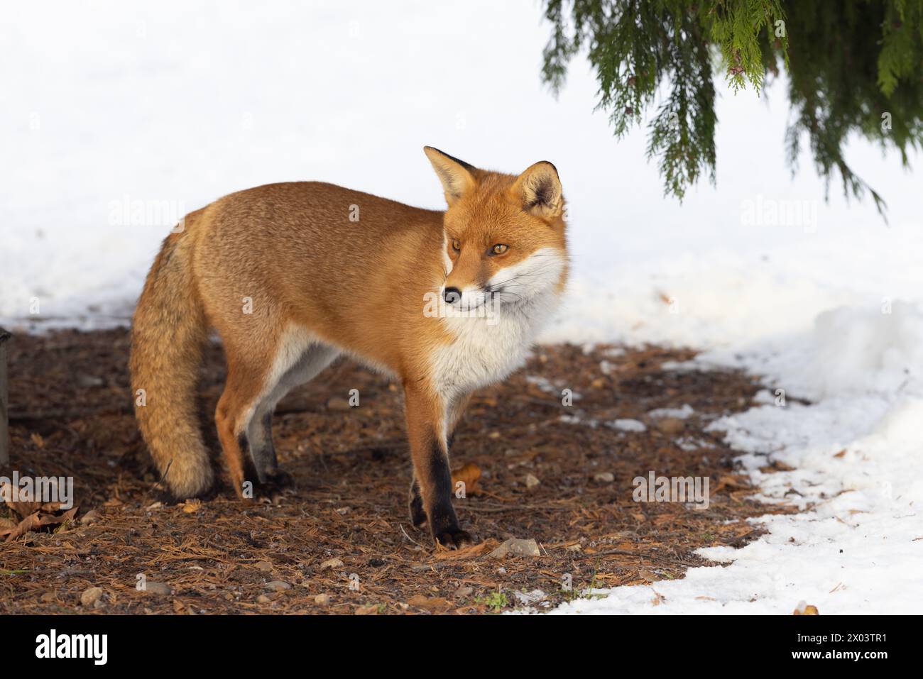Red foxes england hi-res stock photography and images - Alamy