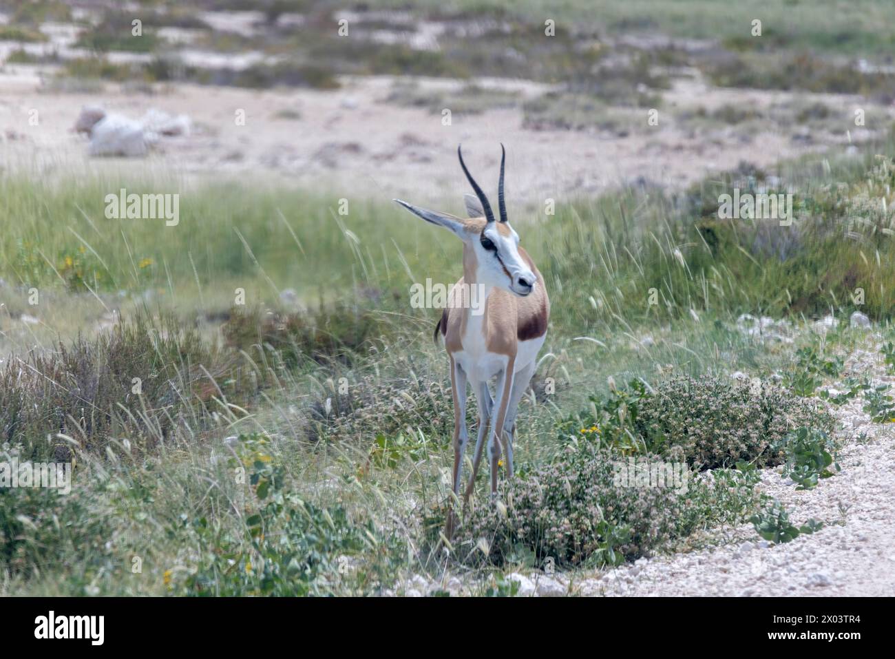 Picture of a springbok with horns in Etosha National Park in Namibia ...