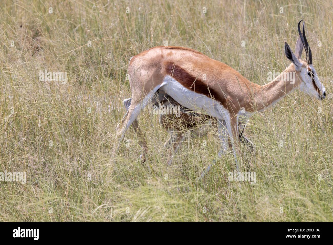 Picture of a springbok with horns in Etosha National Park in Namibia ...