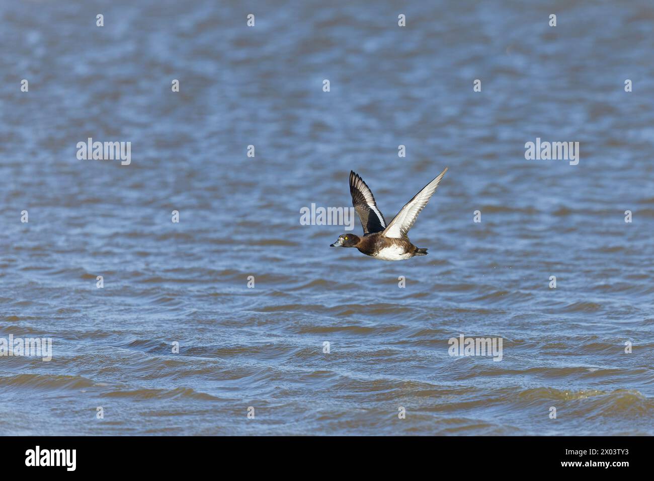 Tufted duck Aythya fuligula, adult female flying, Suffolk, England ...