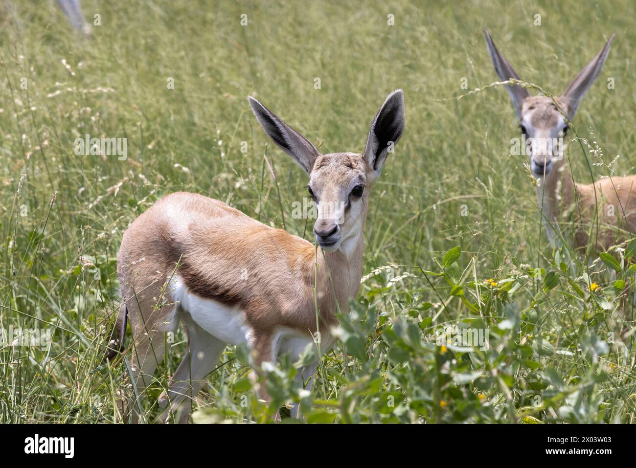 Picture of a springbok with horns in Etosha National Park in Namibia ...