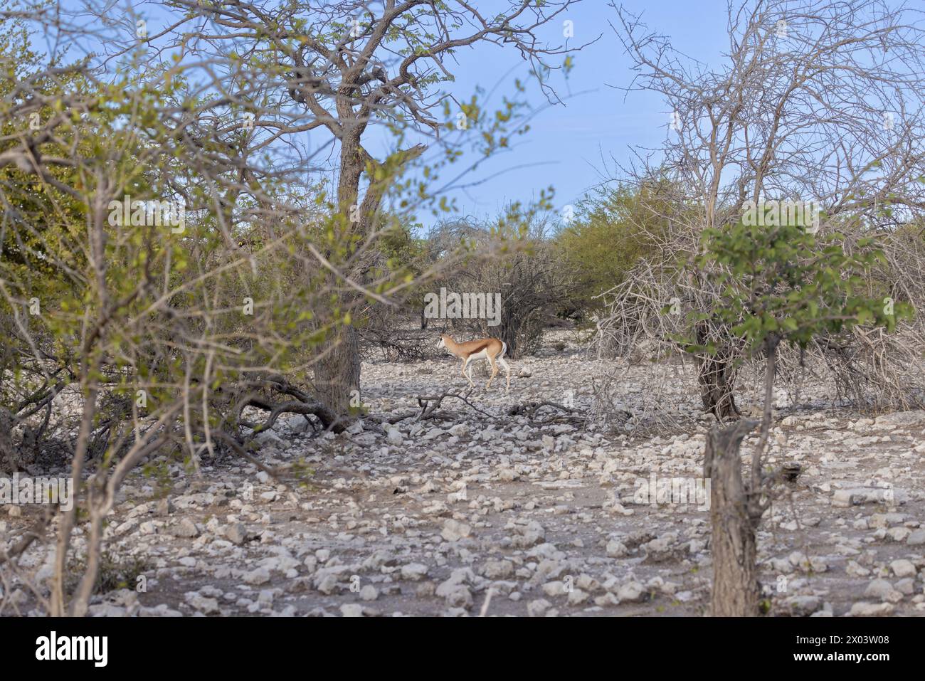 Picture of a springbok with horns in Etosha National Park in Namibia ...