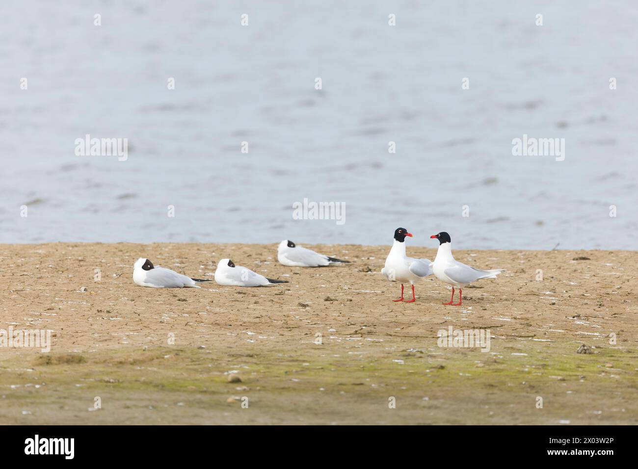 Mediterranean gull Larus melanocephalus, 2 breeding plumage adults ...
