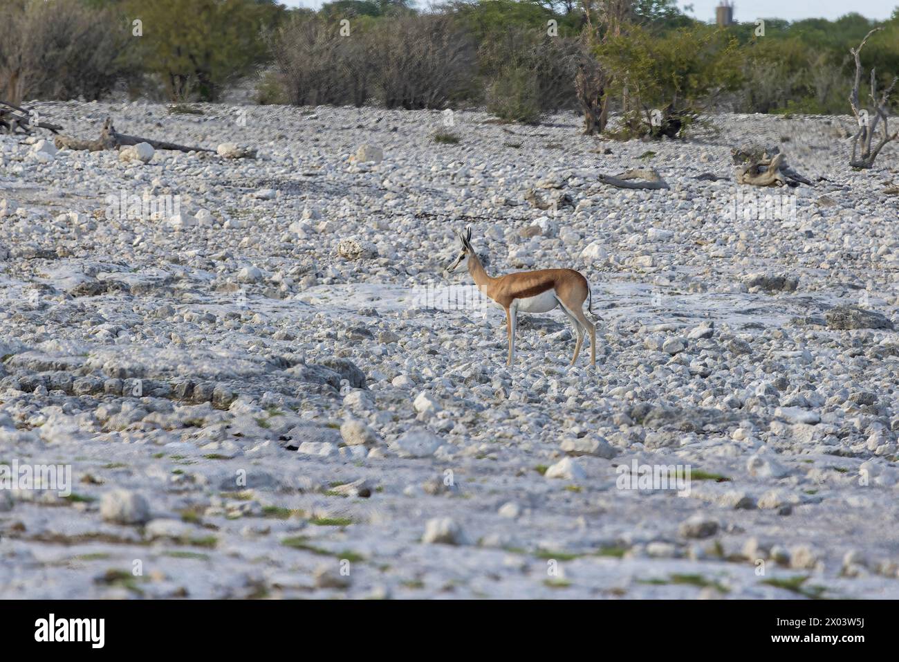 Picture of a springbok with horns in Etosha National Park in Namibia ...