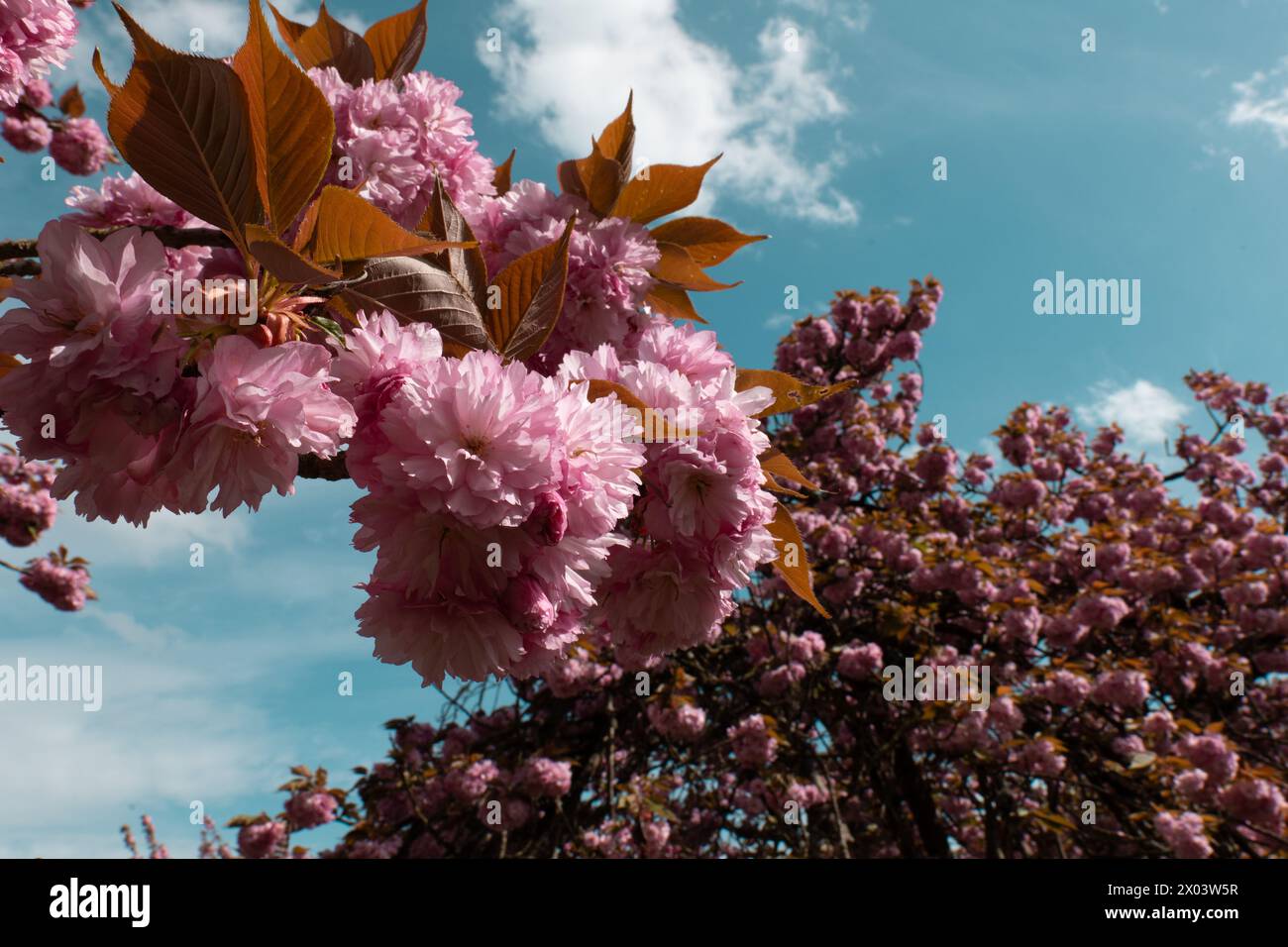 Cherry blossom trees bloom hi-res stock photography and images - Alamy