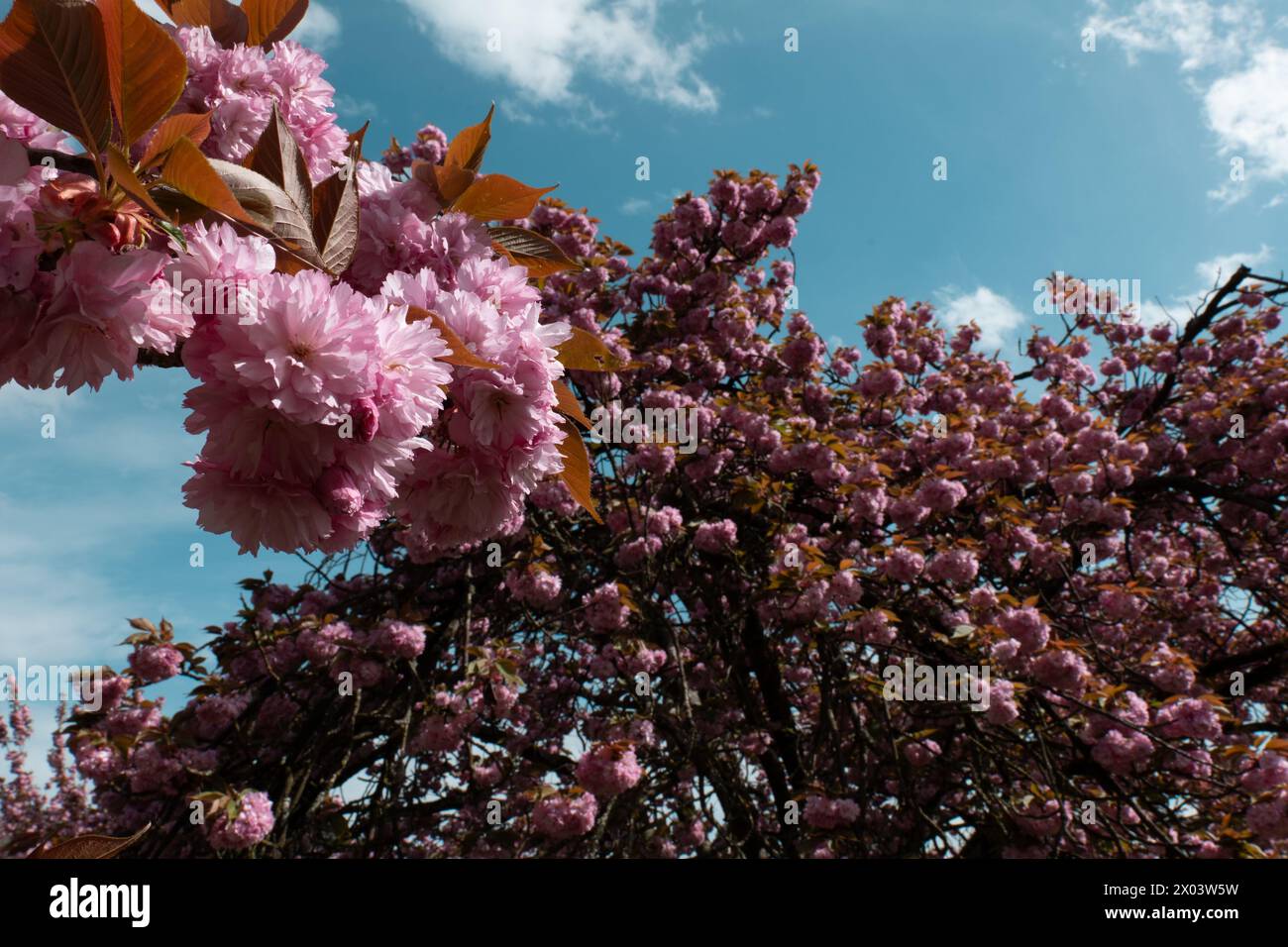 Cherry blossom trees in spring Stock Photo - Alamy