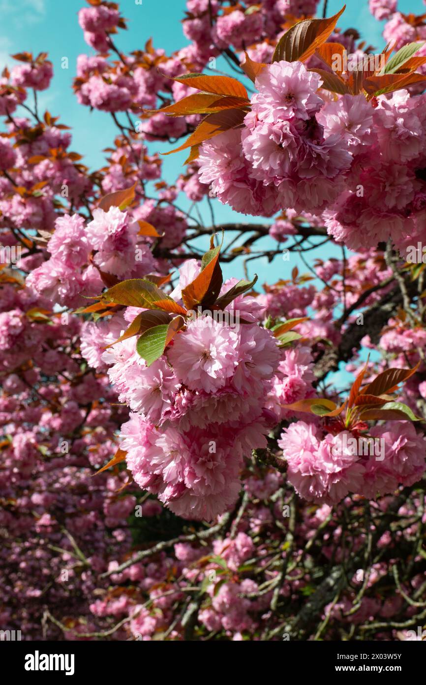 Cherry blossom trees in spring Stock Photo - Alamy