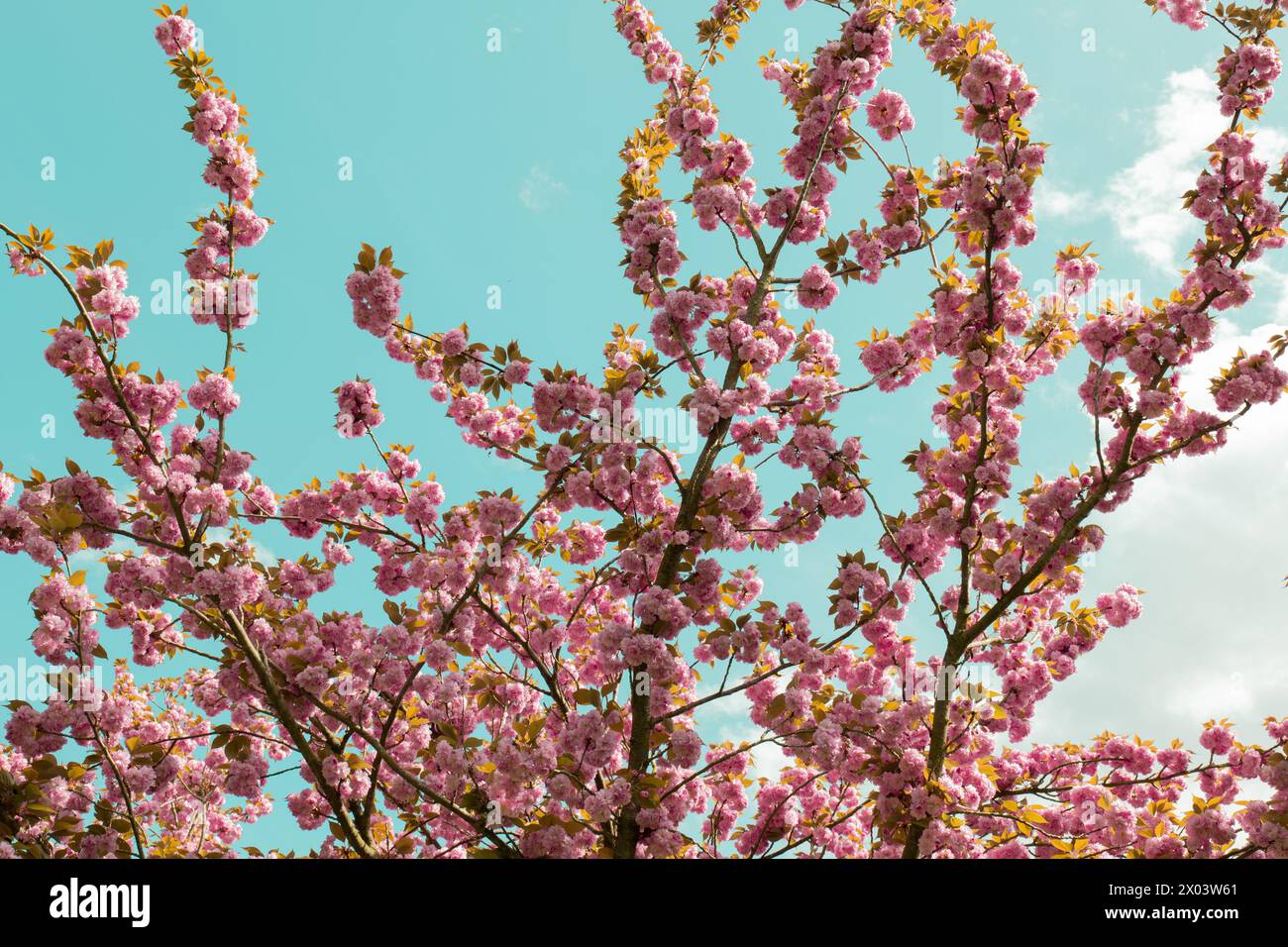 Cherry blossom trees bloom hi-res stock photography and images - Alamy