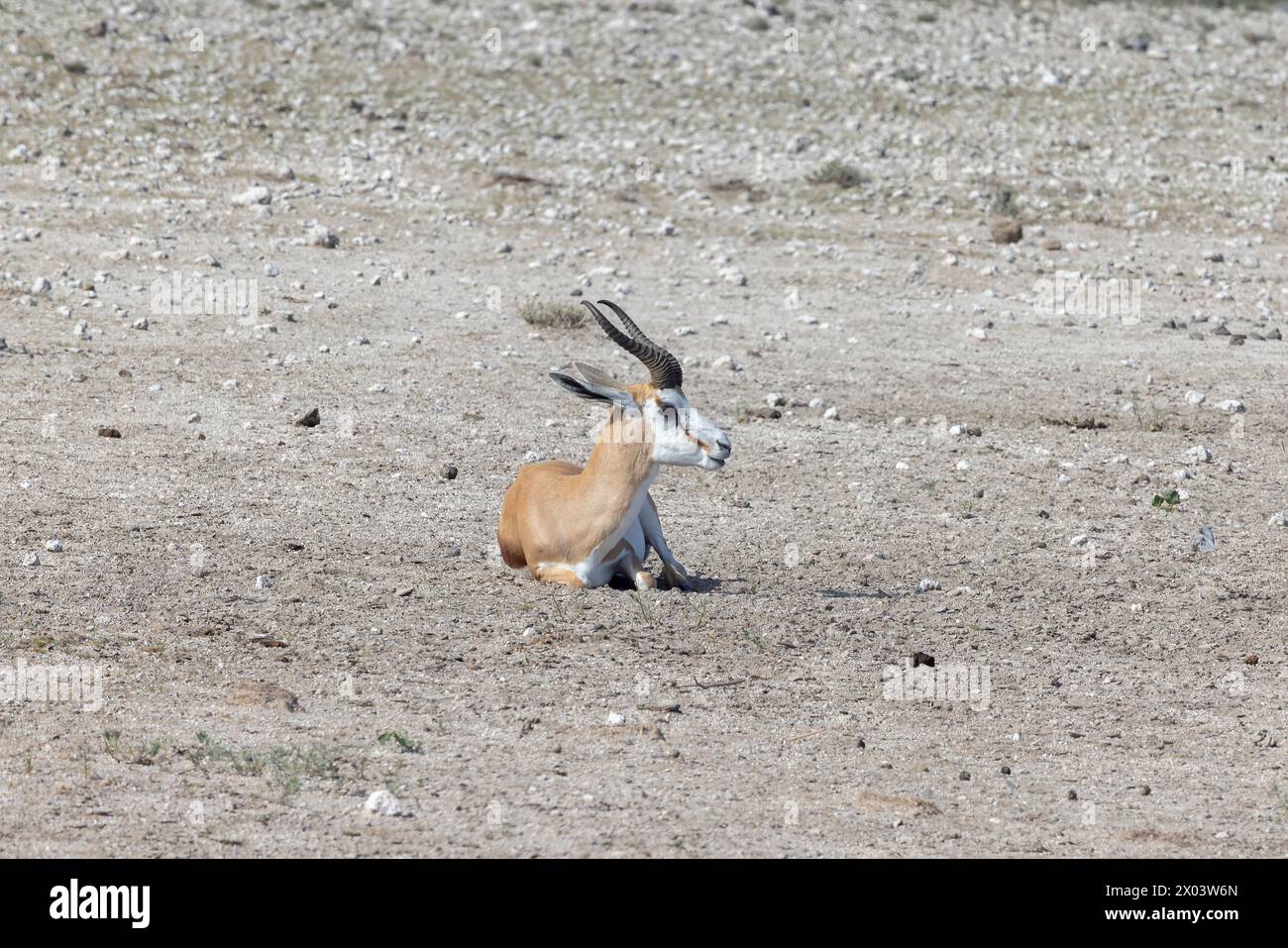 Picture of a springbok with horns in Etosha National Park in Namibia ...