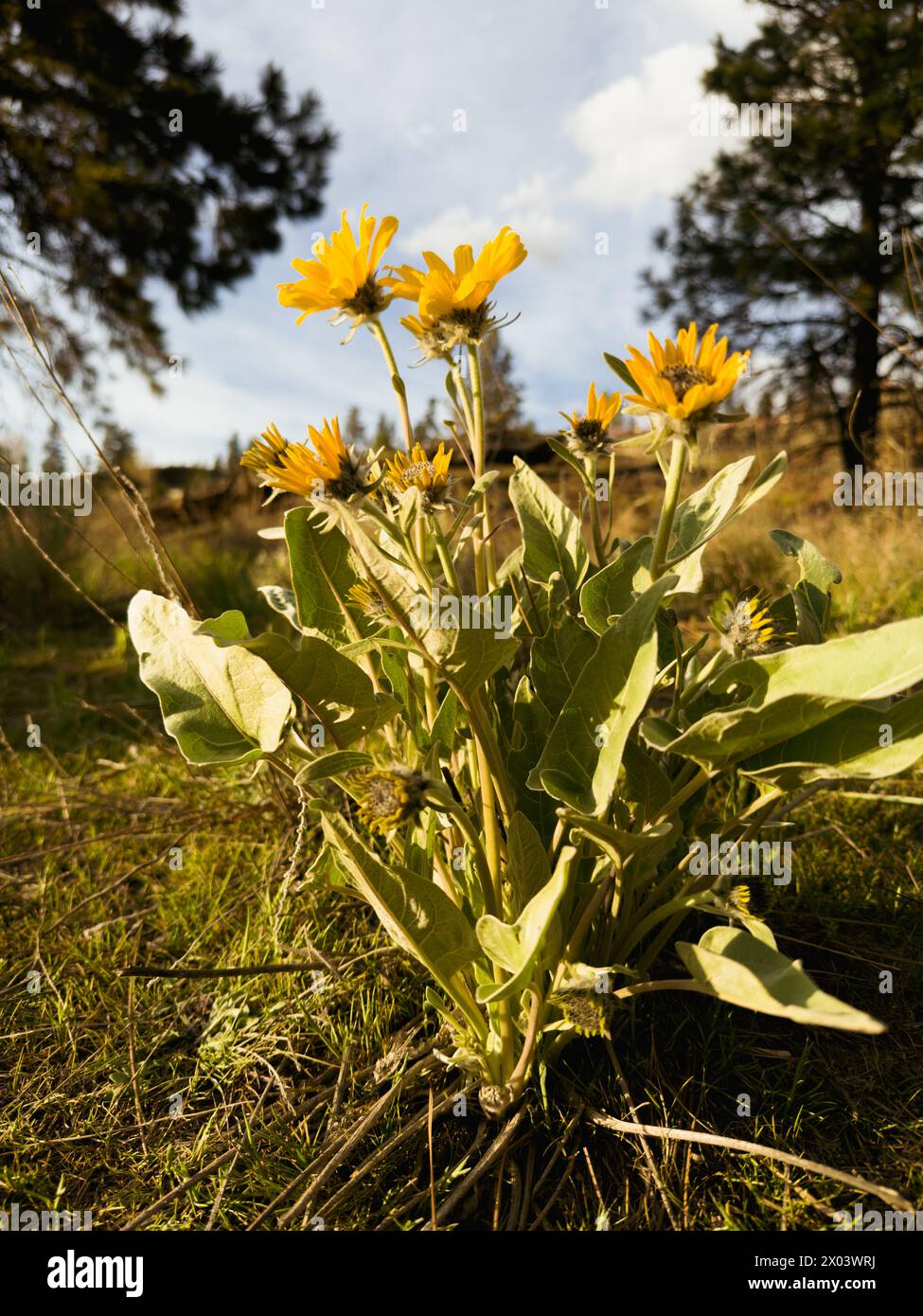 Wildflowers british columbia hi-res stock photography and images - Alamy