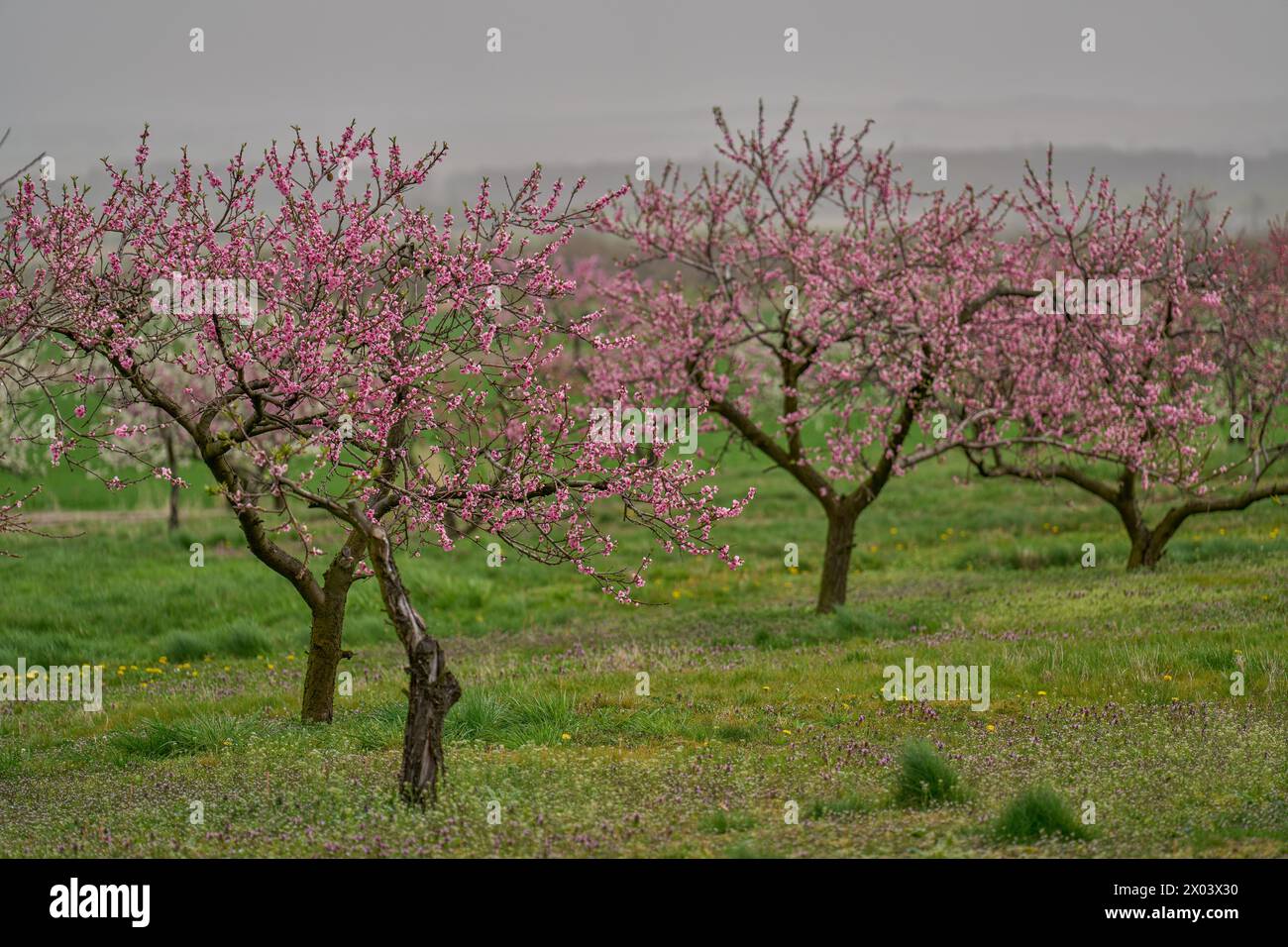 Peach trees in full bloom peach lush blossom Stock Photo - Alamy
