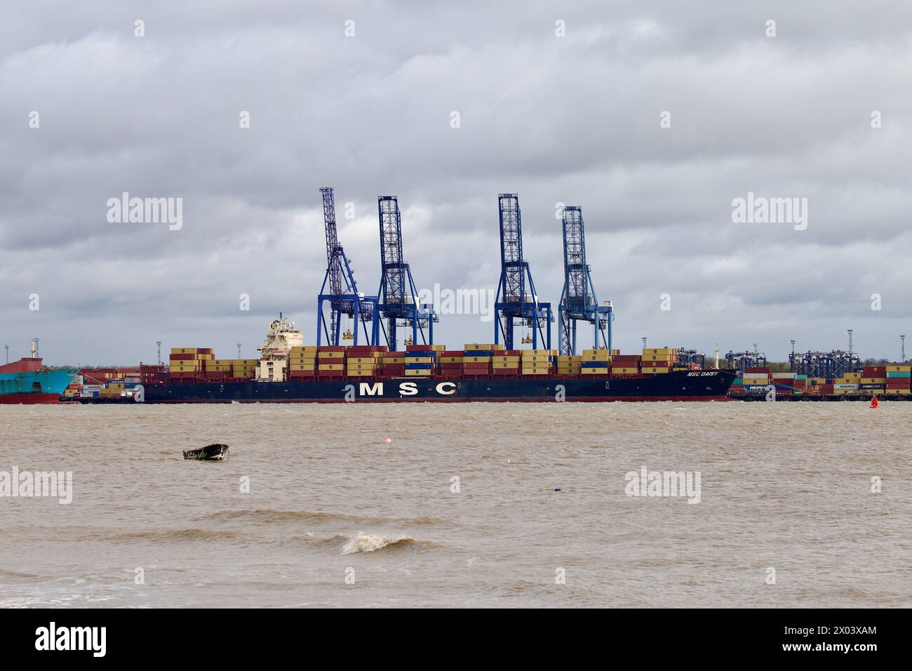 Msc daisy hi-res stock photography and images - Alamy