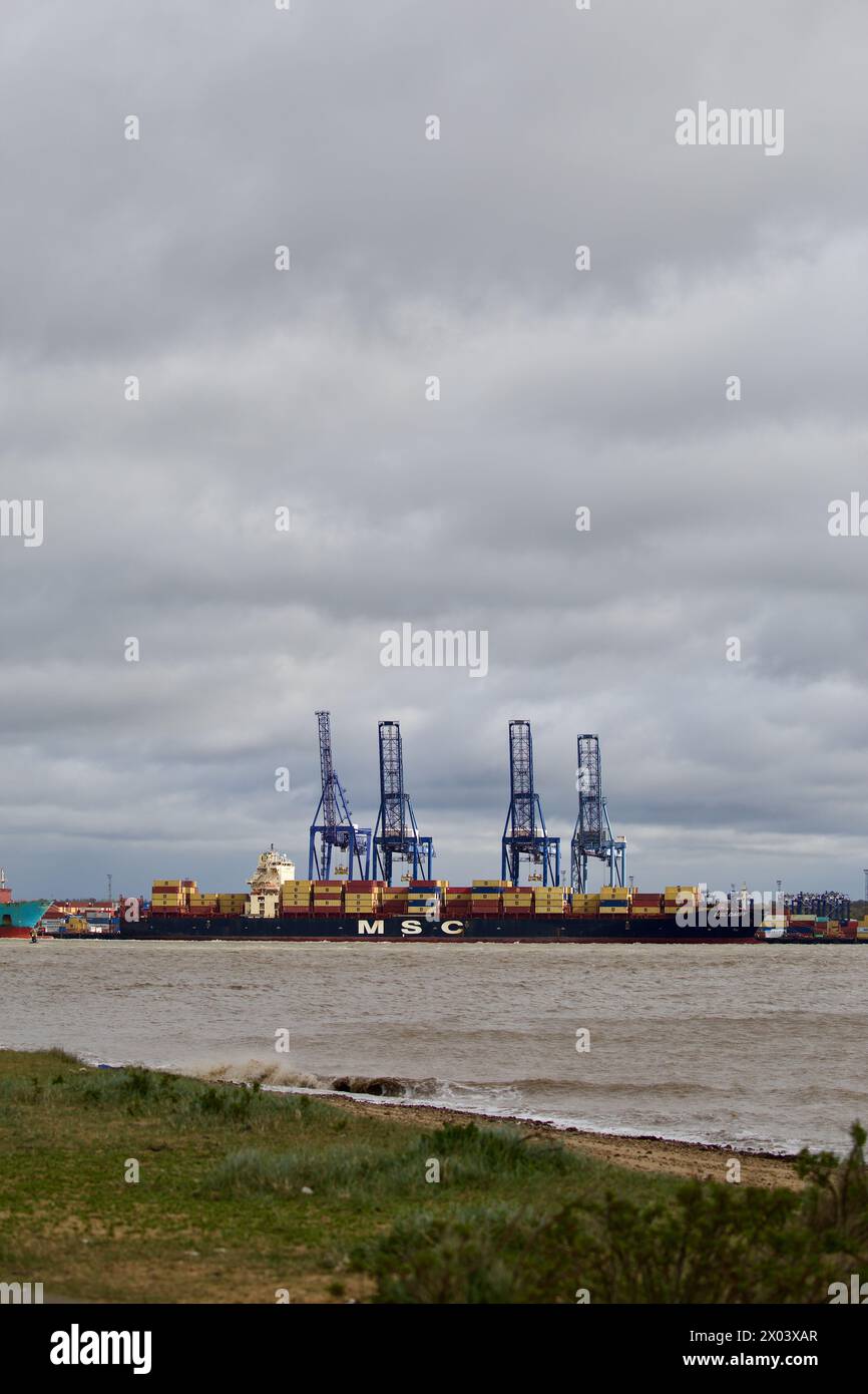 Msc daisy hi-res stock photography and images - Alamy