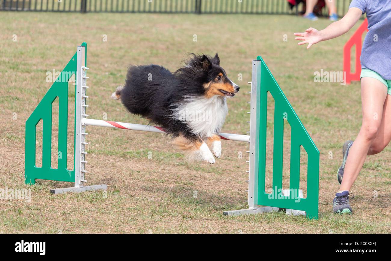 Shetland Sheepdog jumping over obstacle during obstacle course in ...