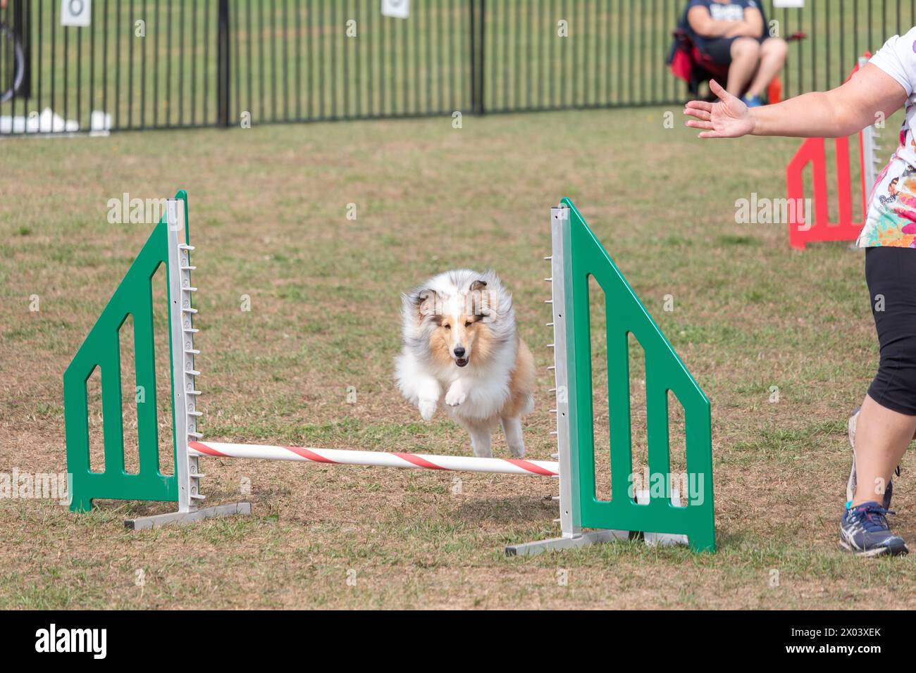 Rough Collie, Shetland Sheepdog, jumping over obstacle Stock Photo - Alamy