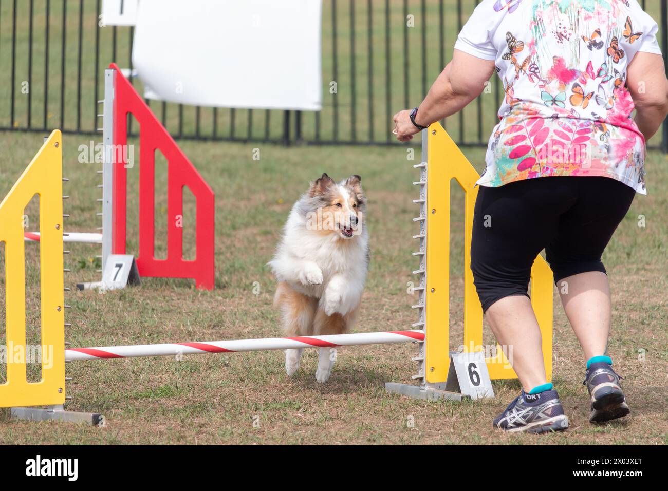 Shetland Sheepdog jumping over obstacle in agility competition ...