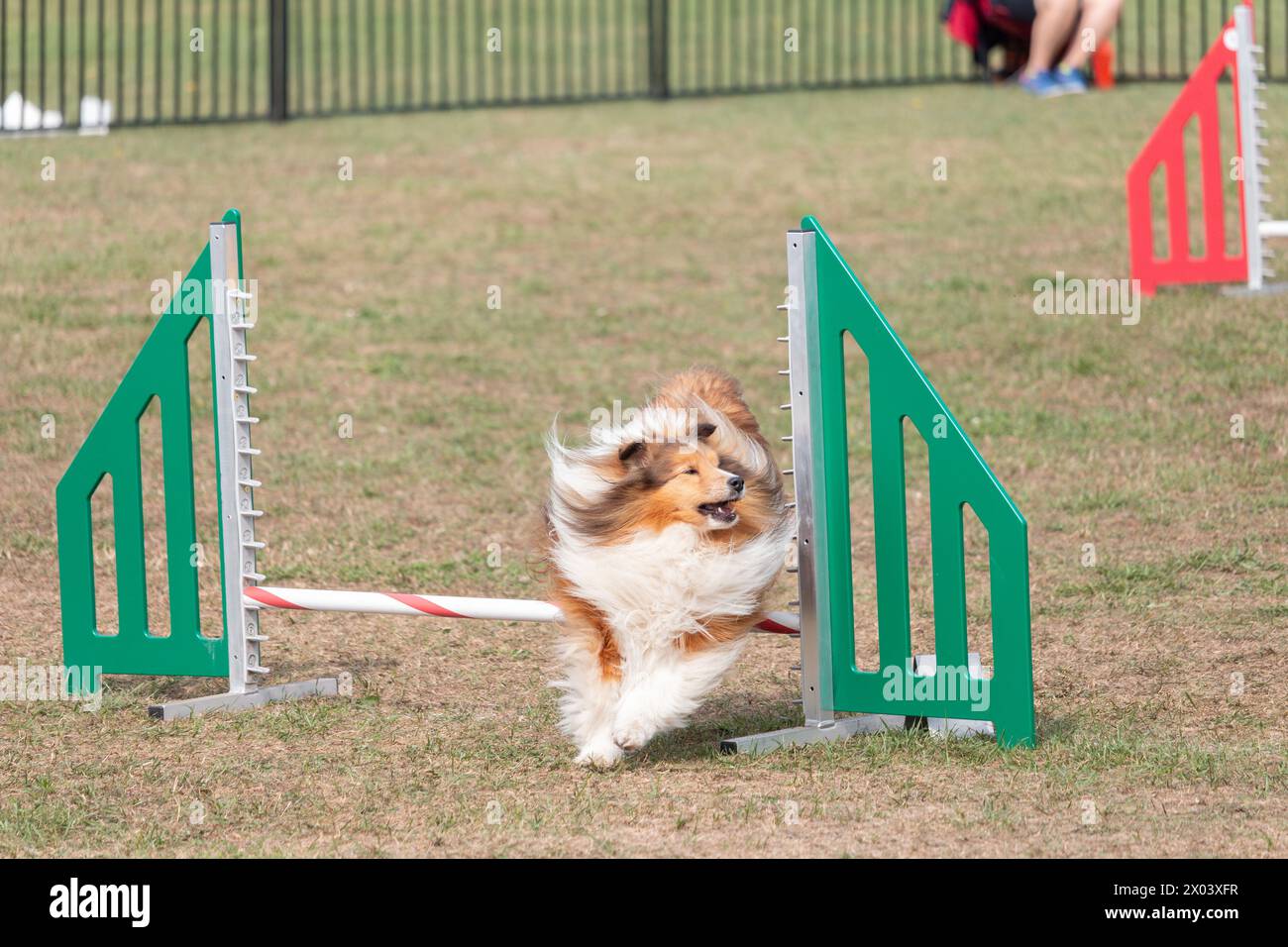 Portrait of a shetland sheepdog jumping over obstacle in agility ...