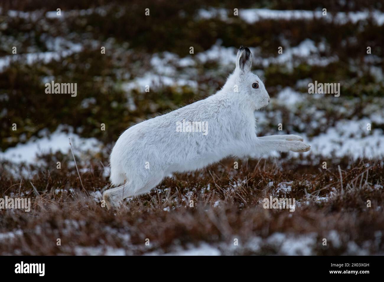 Mountain Hares Scotland Stock Photo - Alamy