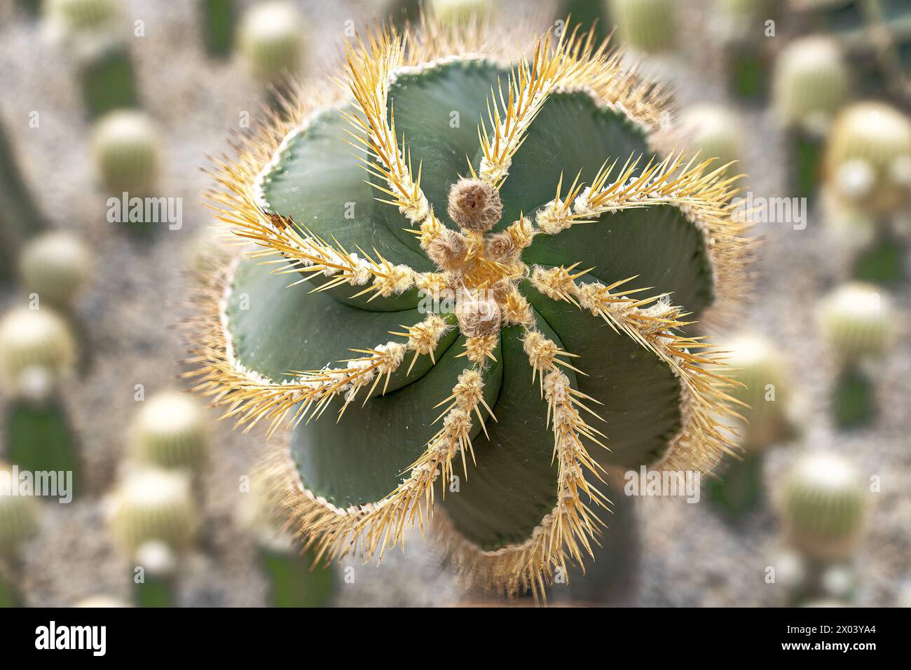 Cactaceae spines detail hi-res stock photography and images - Alamy