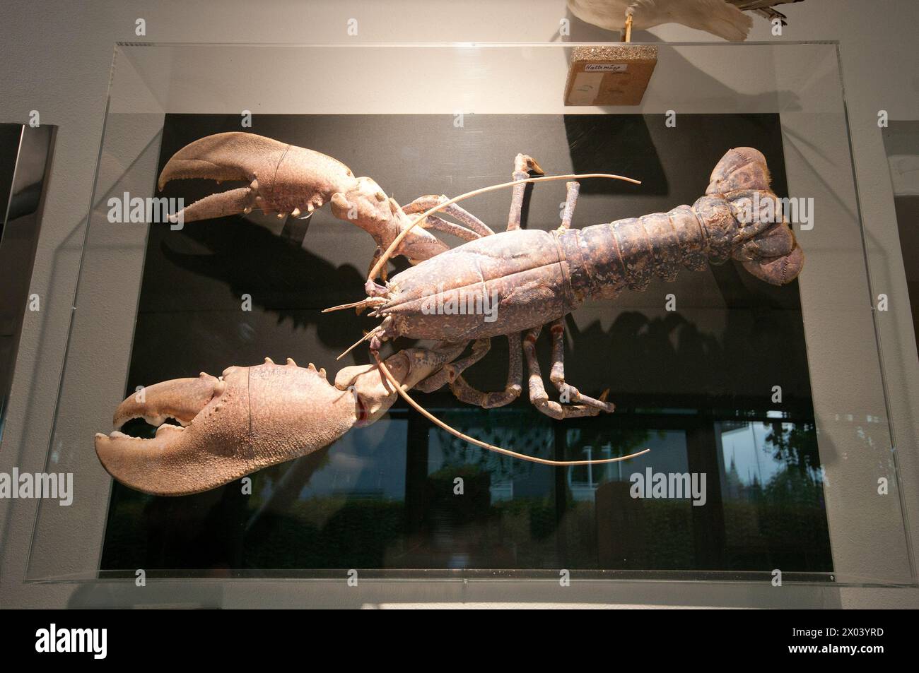 European lobster (Homarus gammarus) in a display case of the Øresund ...