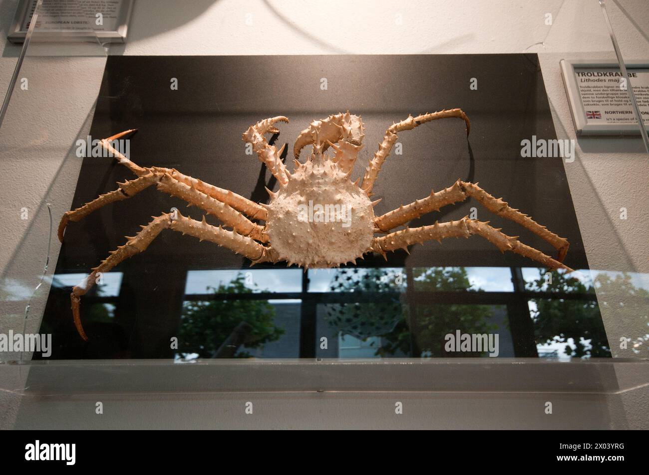 Northern stone crab (Lithodes maja or Lithodes arctica) in a display ...
