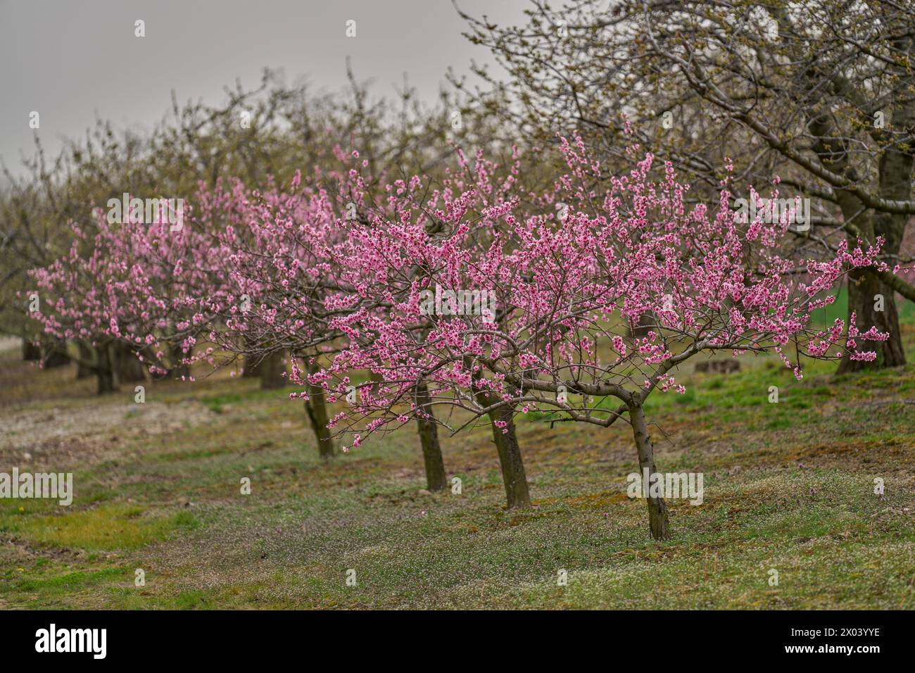 Peach blossom in full hi-res stock photography and images - Alamy