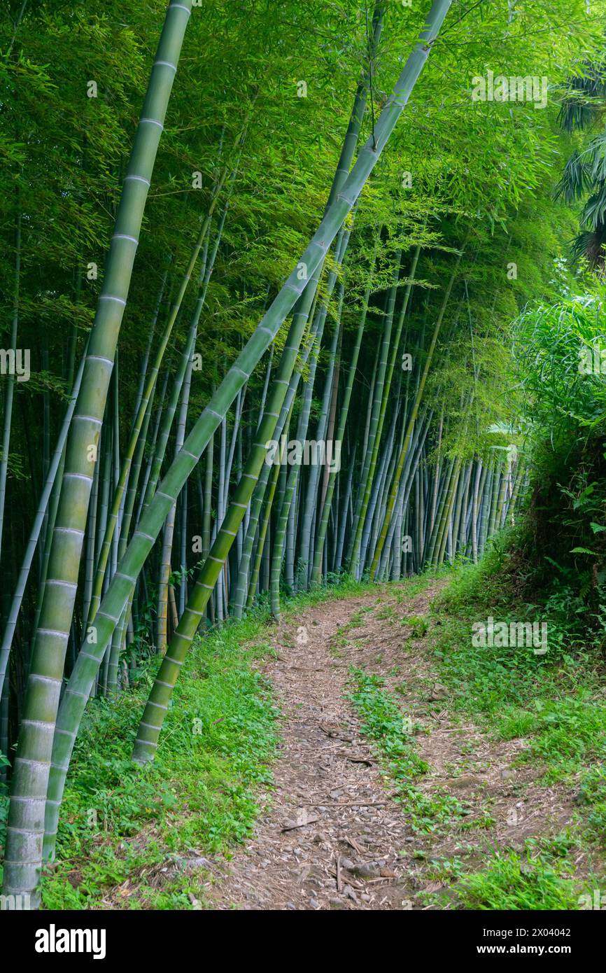 Path in a bamboo forest. Thickets of bamboo. Natural landscape. Green ...