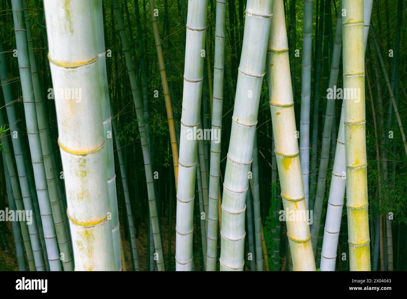 Thickets of bamboo. Tree trunks. Bamboo forest. Natural plant ...
