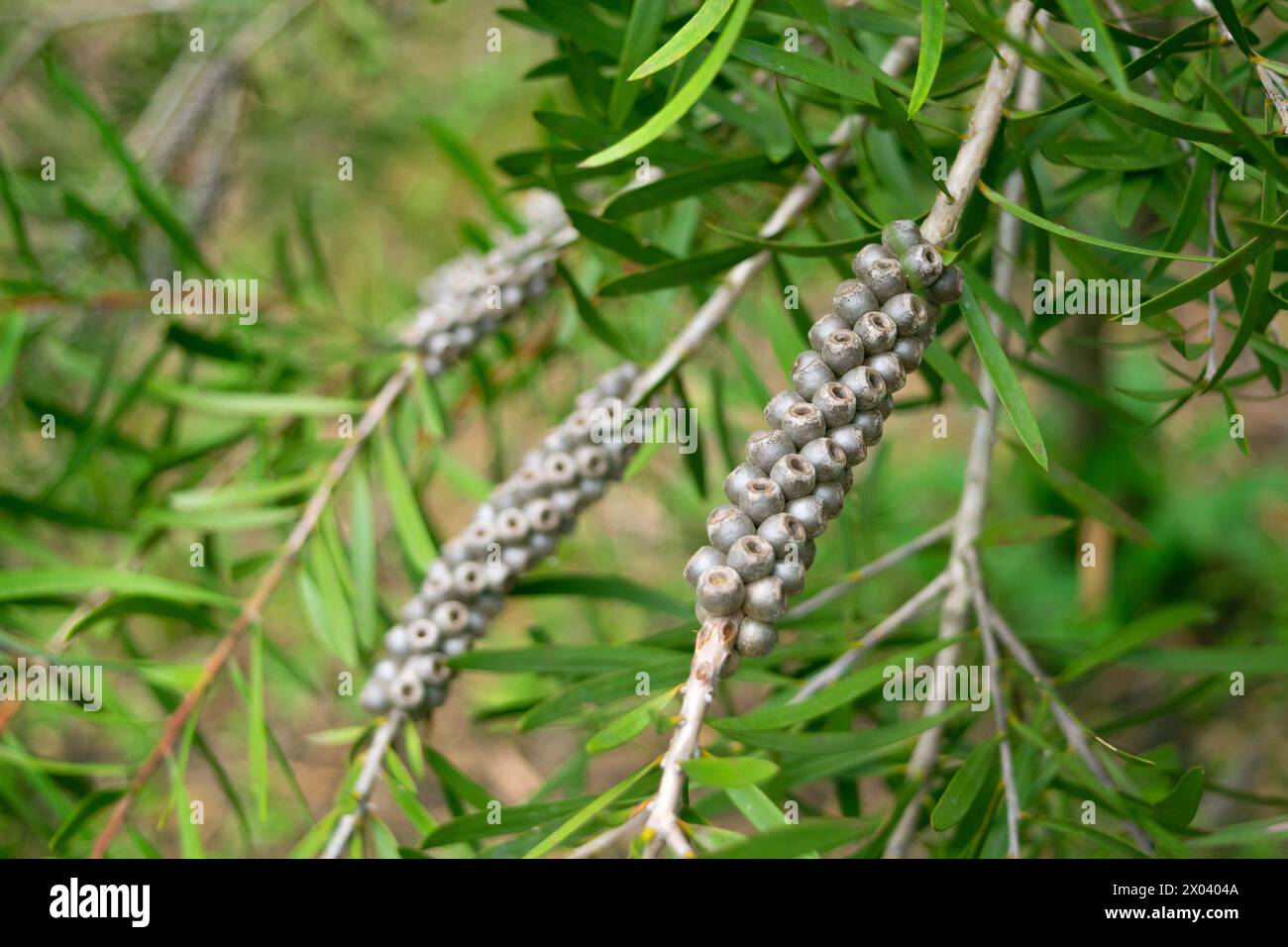 Callistemon. Bottlebrush seed capsules, close-up. Plants and trees in a ...