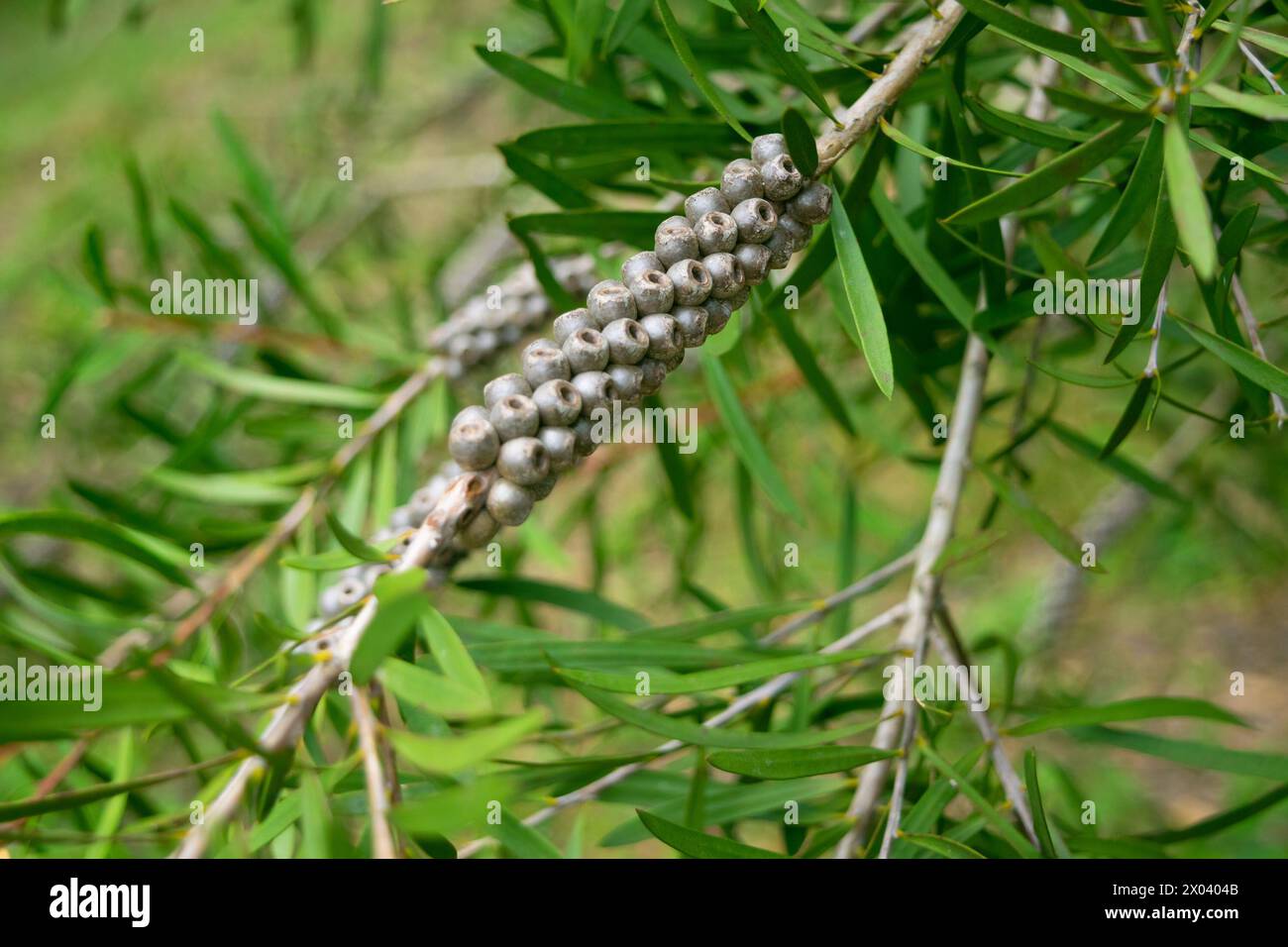 Callistemon. Bottlebrush seed capsules, close-up. Plants and trees in a ...