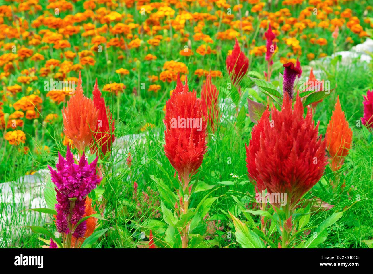 Bright flower meadow. Red celosia flowers and yellow calendula flowers ...