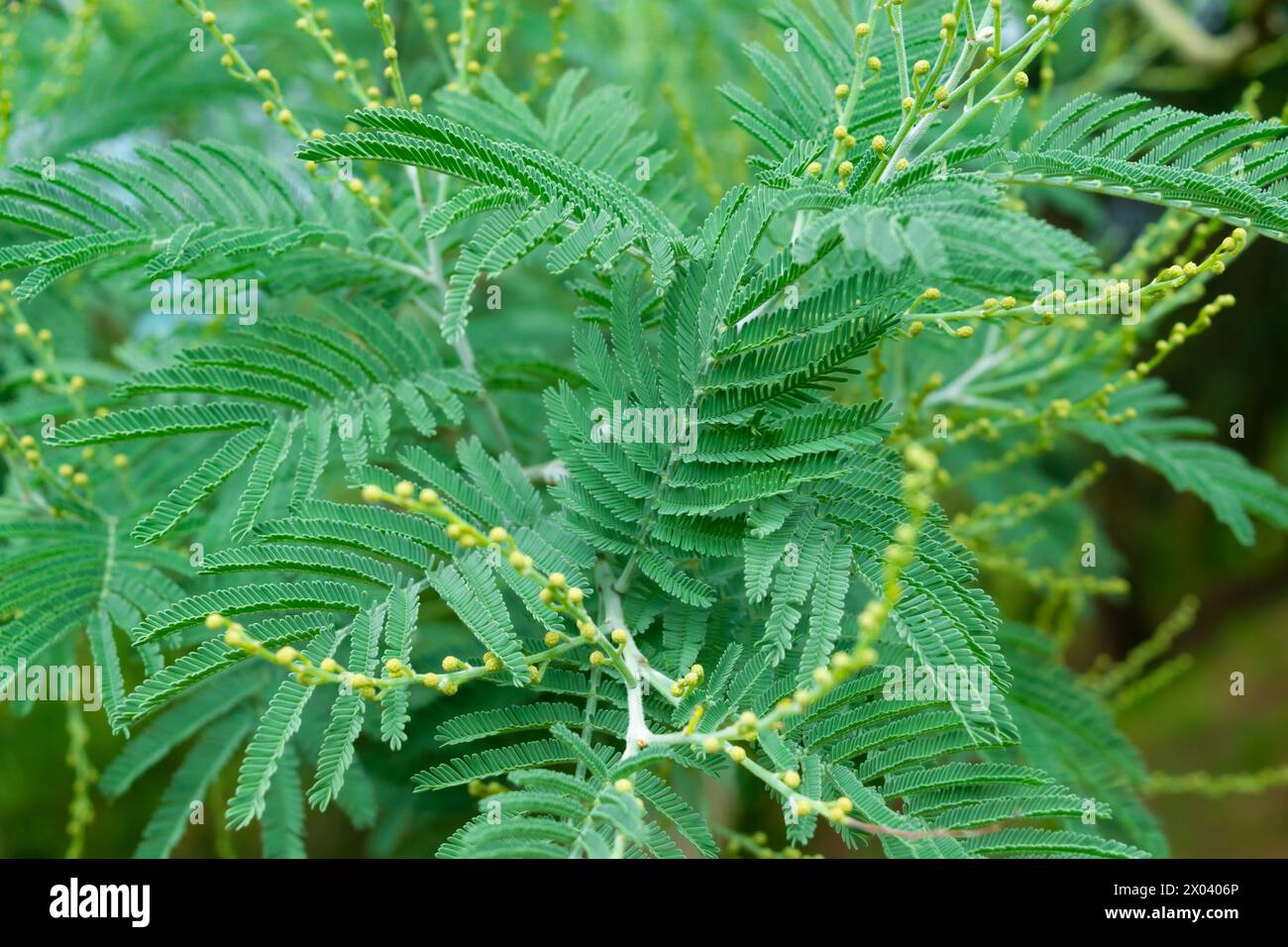 Acacia. Green plant with yellow flowers, close-up. Natural plant ...