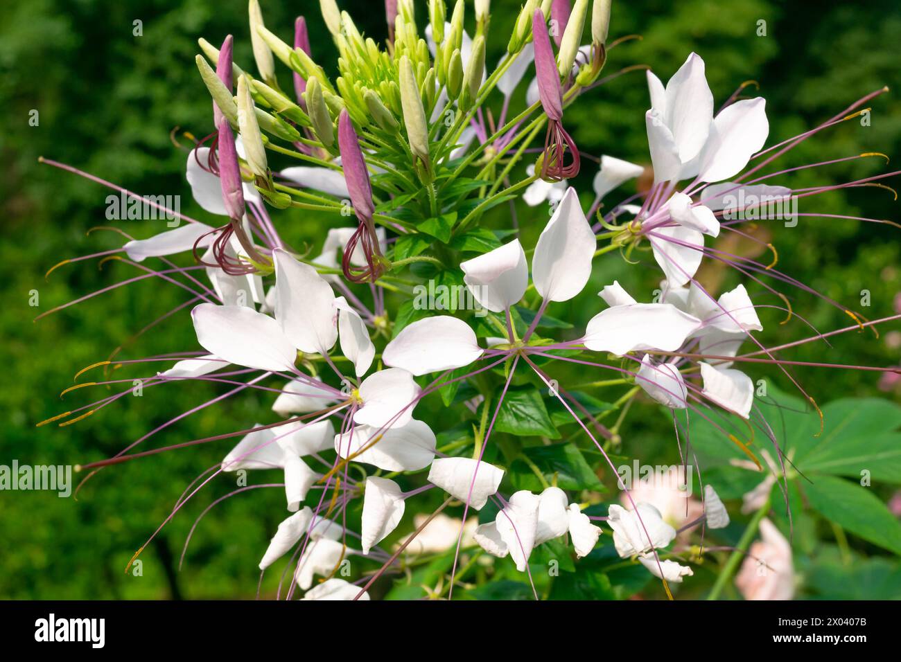 Cleome close-up. spider flowers, spider plants, spider weeds, bee ...
