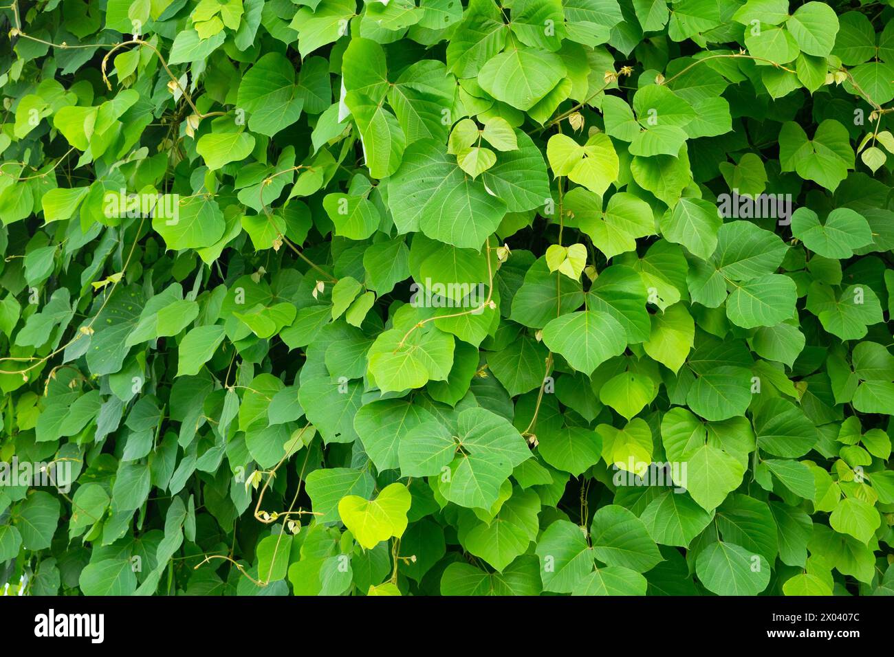 Green thickets of kudzu. Natural plant background. Pueraria montana var ...