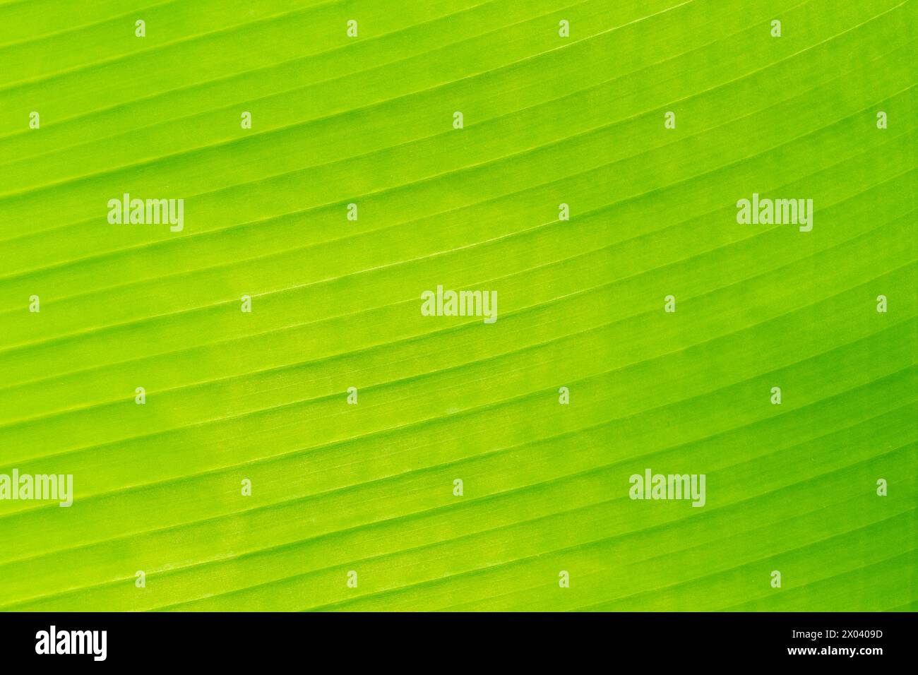 Bright large green leaf, close-up. Leaf texture. Green natural plant ...