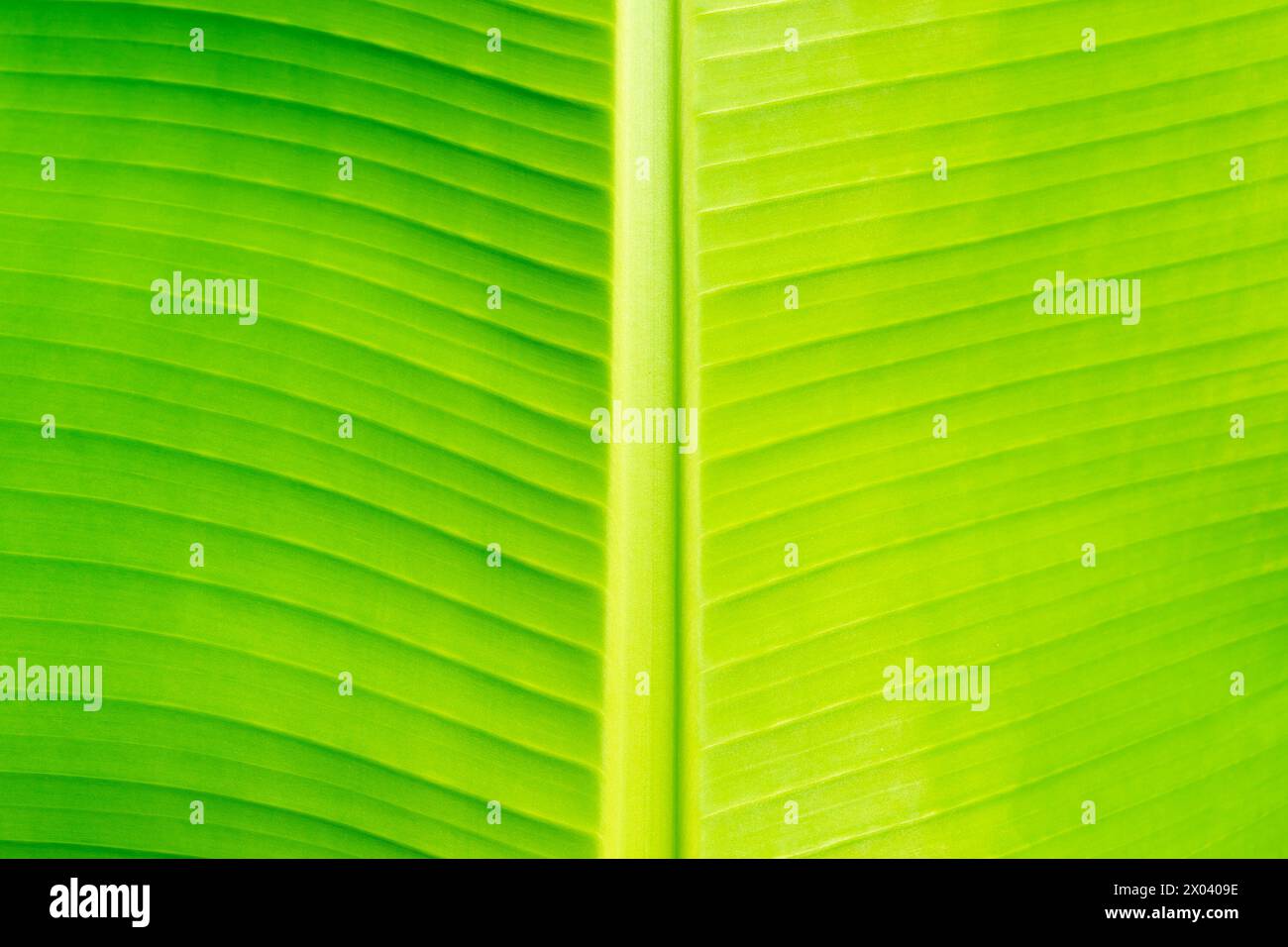 Bright large green leaf, close-up. Leaf texture. Green natural plant ...