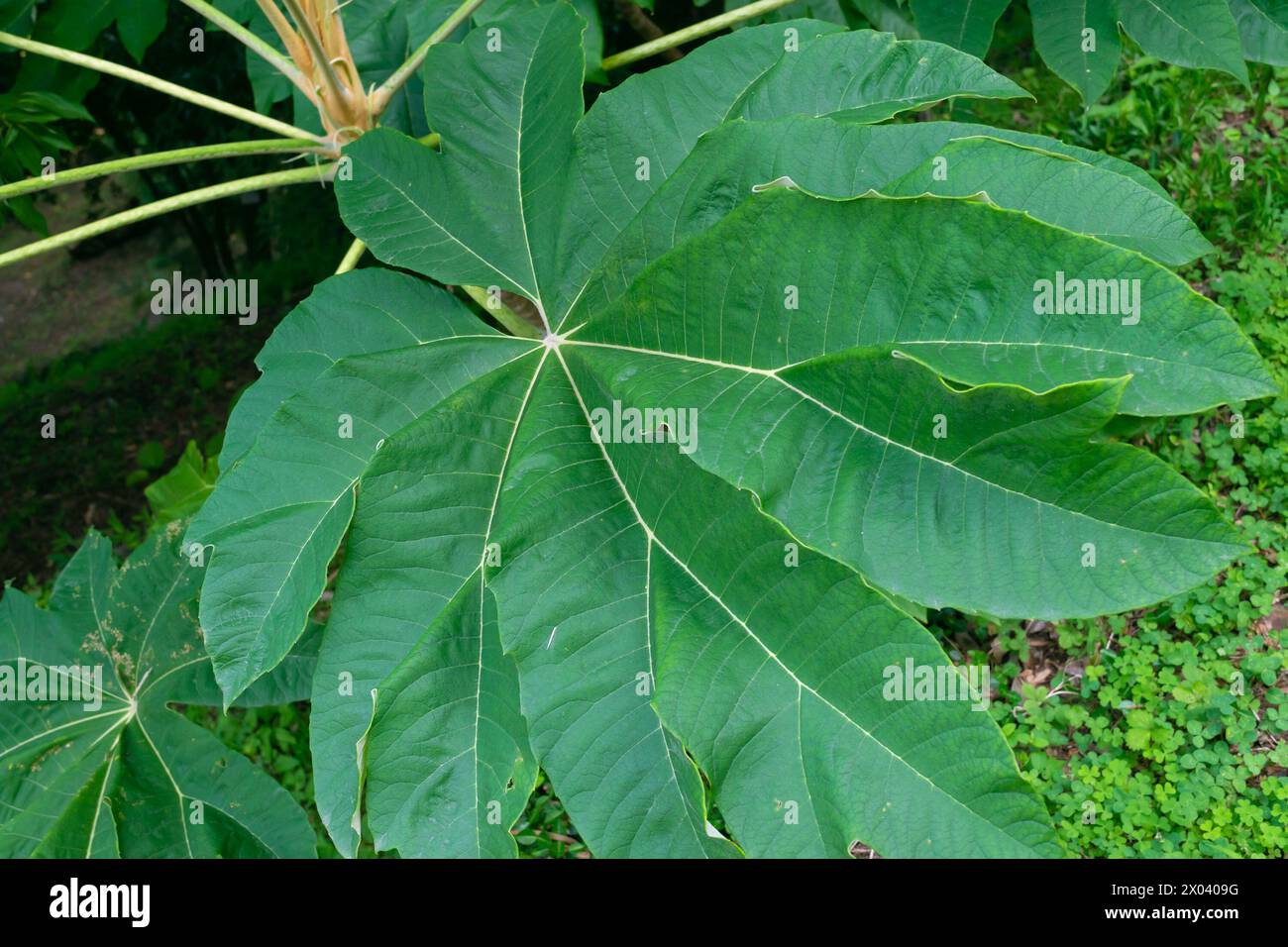 Large green leaf of Tetrapanax papyrifer, the rice-paper plant. Plants ...