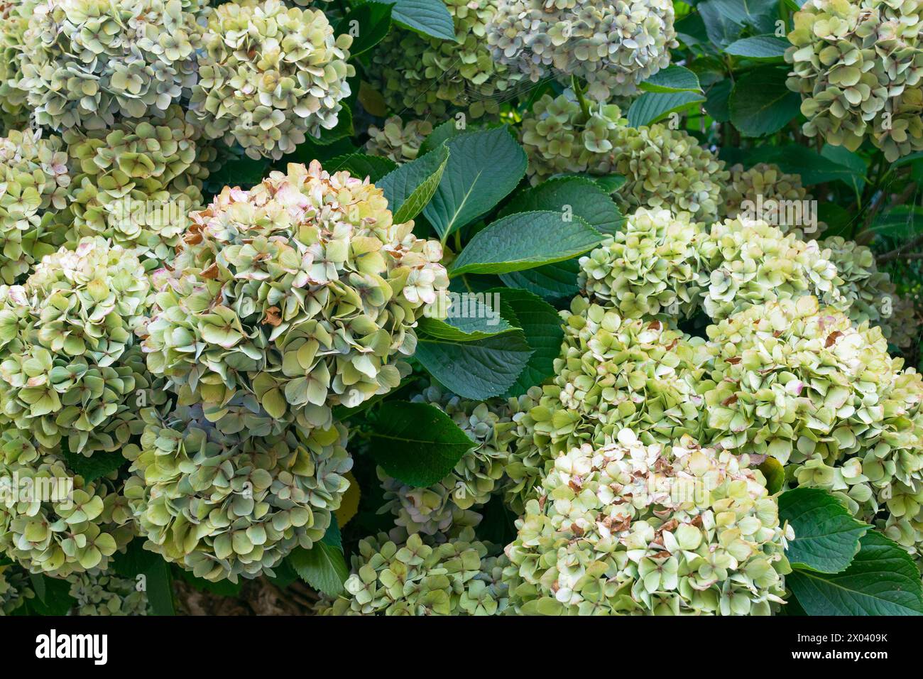 Faded hydrangea flowers, close-up. Flowers in the garden. Floral ...