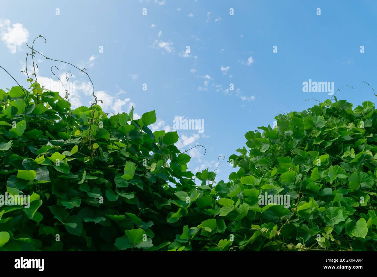 Green thickets of kudzu. Natural plant background. Pueraria montana var ...