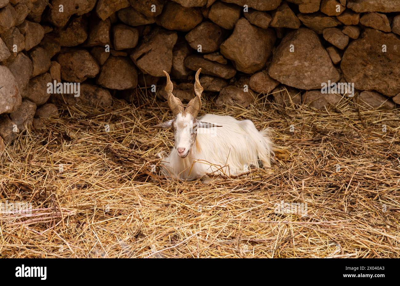 White Sicilian goat with spiral horns resting in the farm on hay by the ...
